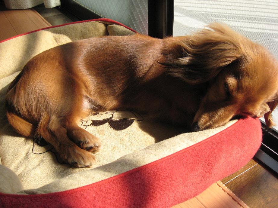 ひなのしっぽ: ひなの日常とか。